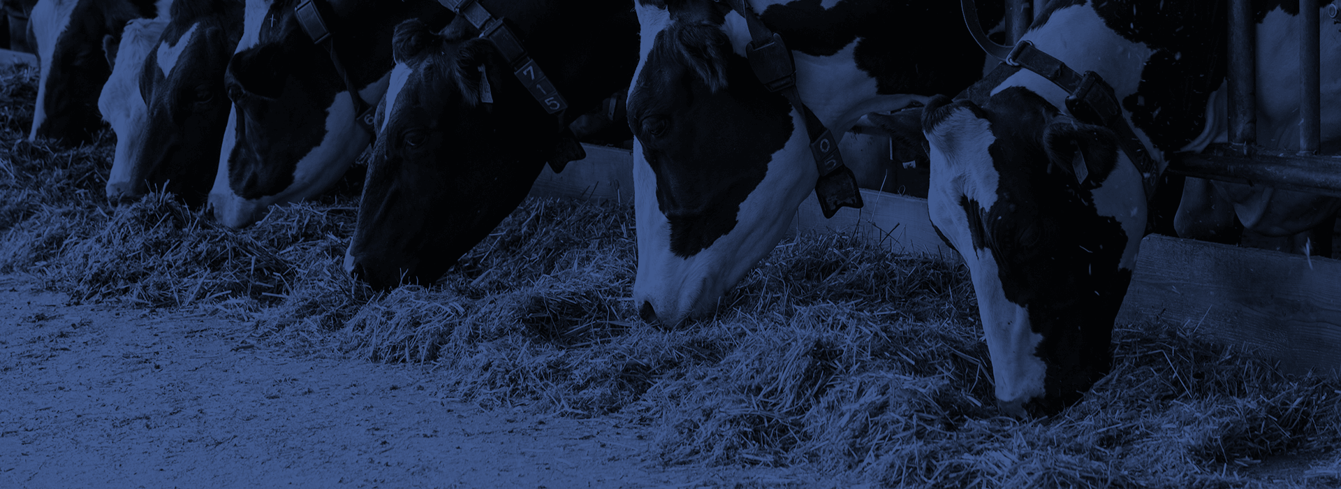 Animal Nutrition Automated Control System | Repete