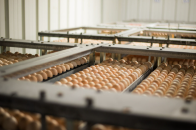 keith smith eggs - Repete