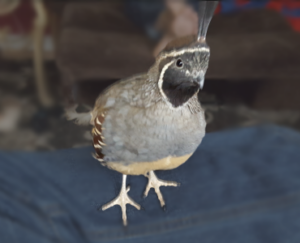 quincy-the-quail - Repete